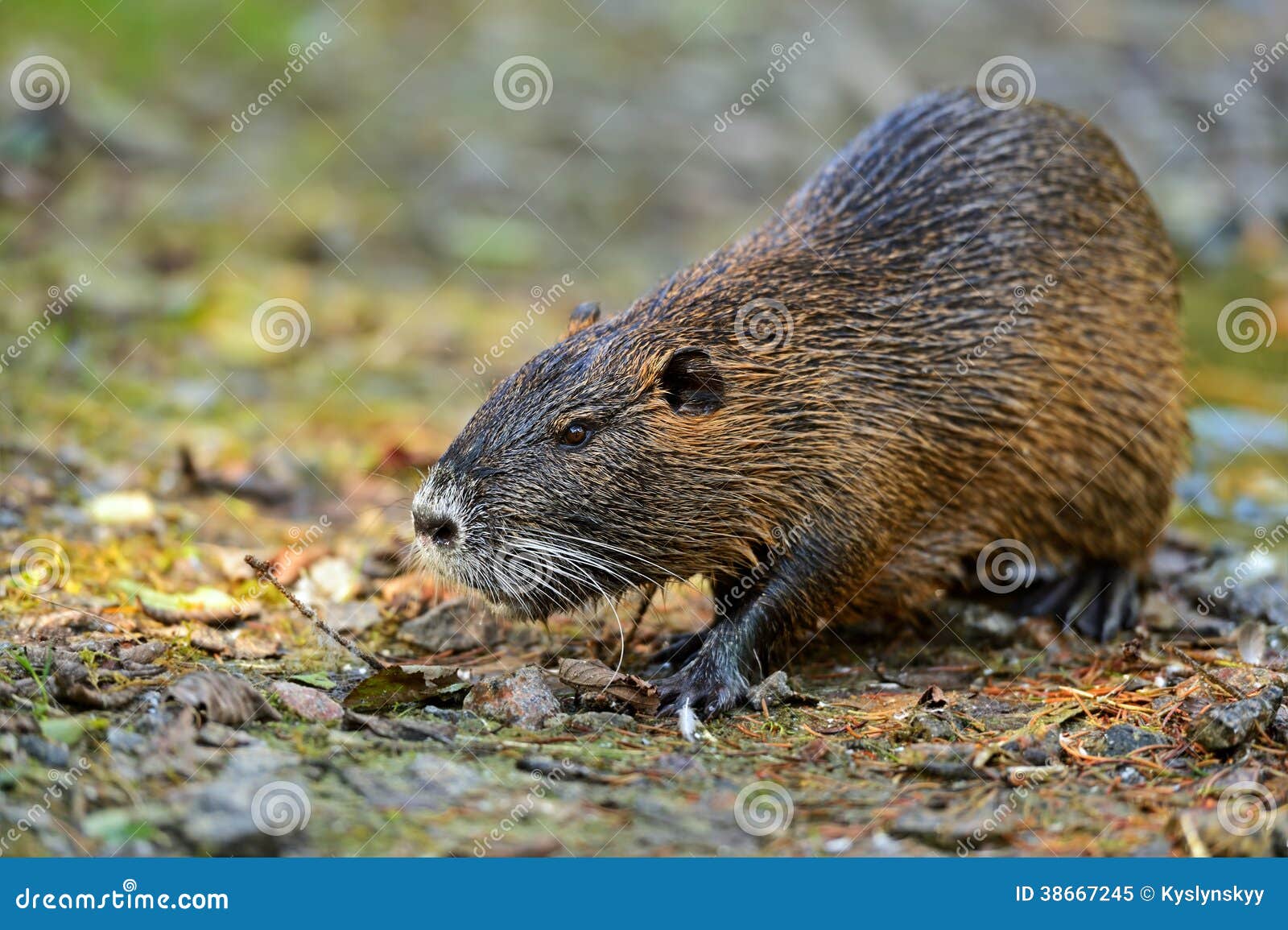 Water rat stock image. Image of water, mammals, rodents - 38667245