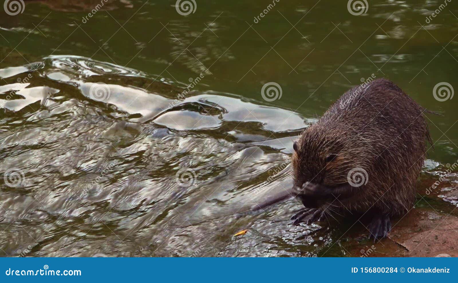 Water Rat in a River Creek stock footage. Video of closeup - 156800284