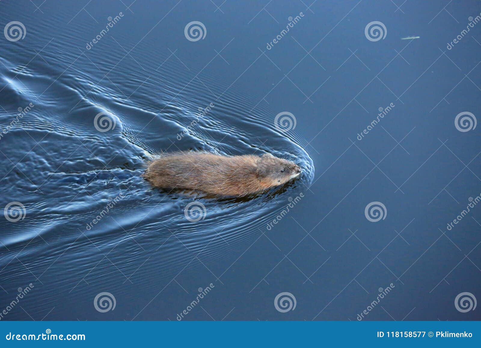 Water rat in river stock image. Image of ondatra, cute - 118158577