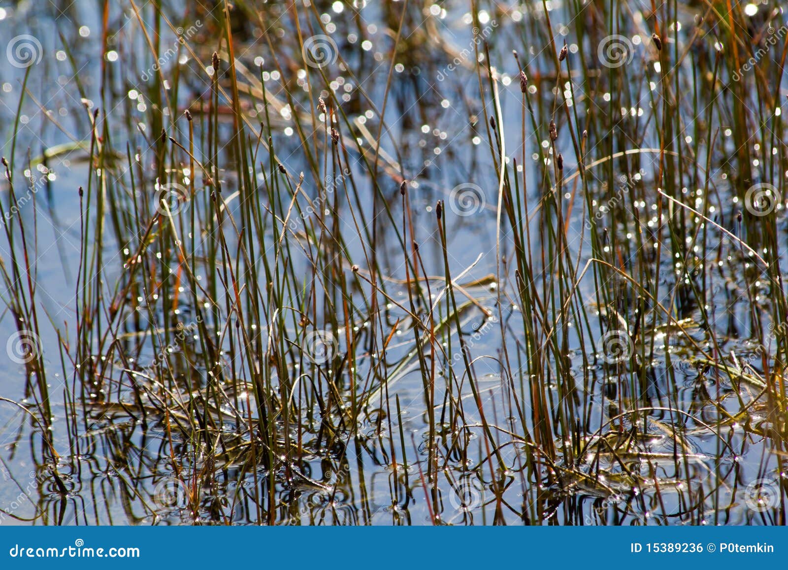 Water Reed stock photo. Image of glass, sunny, reflections - 15389236