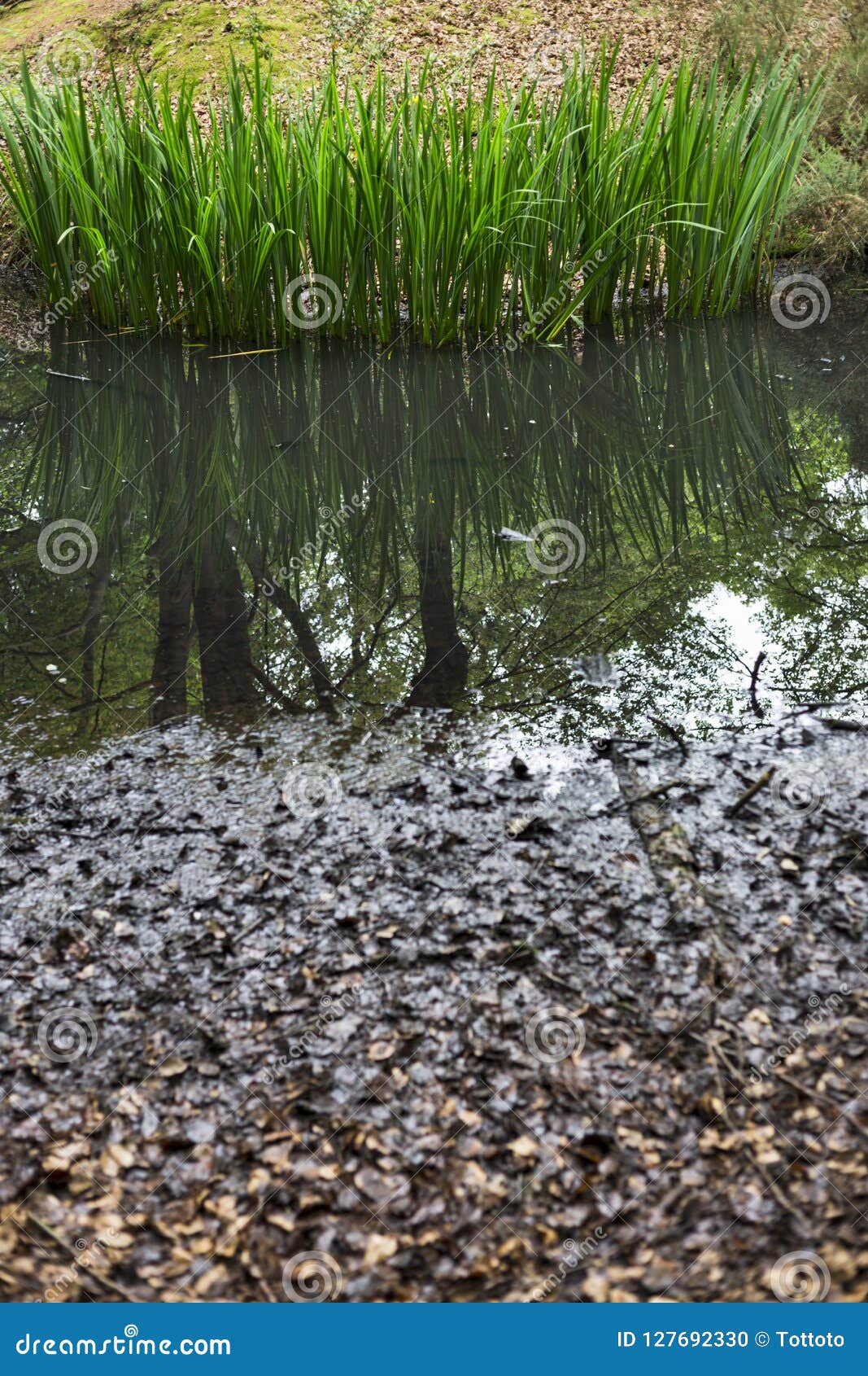 Water reed plant stock photo. Image of outdoor, cattail - 127692330