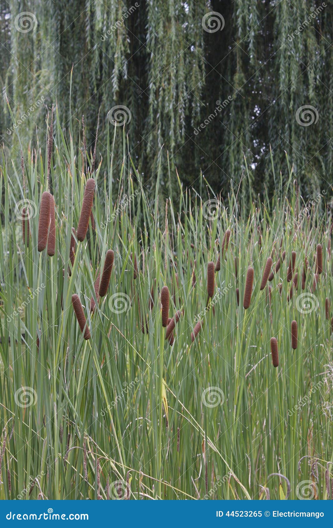 Water reed stock image. Image of reed, flower, nature - 44523265