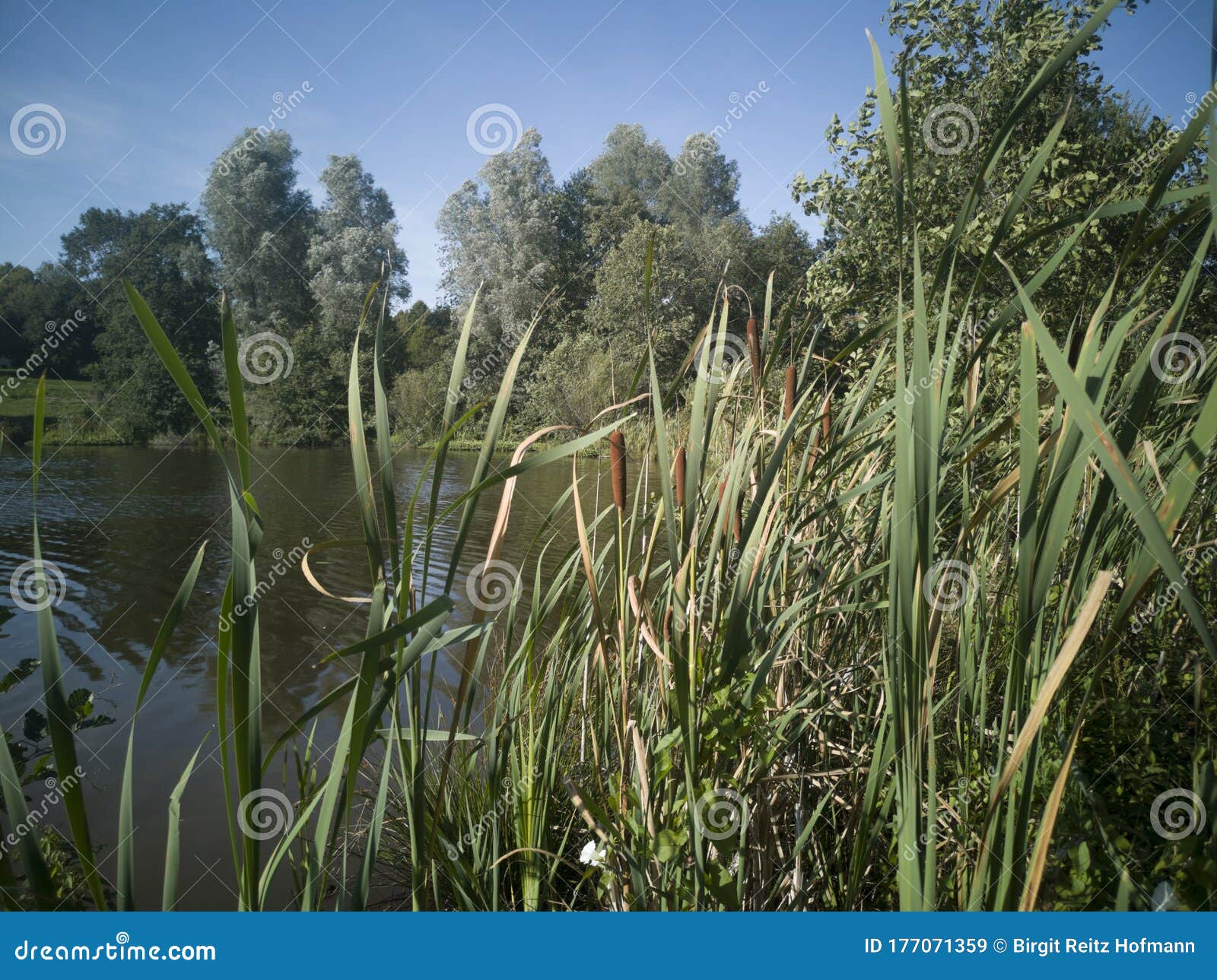Water reed on sea stock image. Image of fluffy, reflection - 177071359