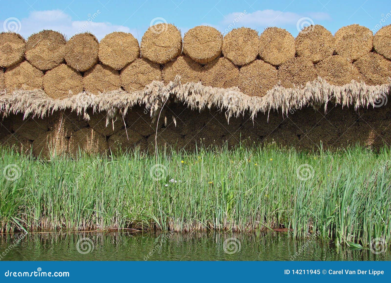 Water reed sheaves stock image. Image of environment - 14211945