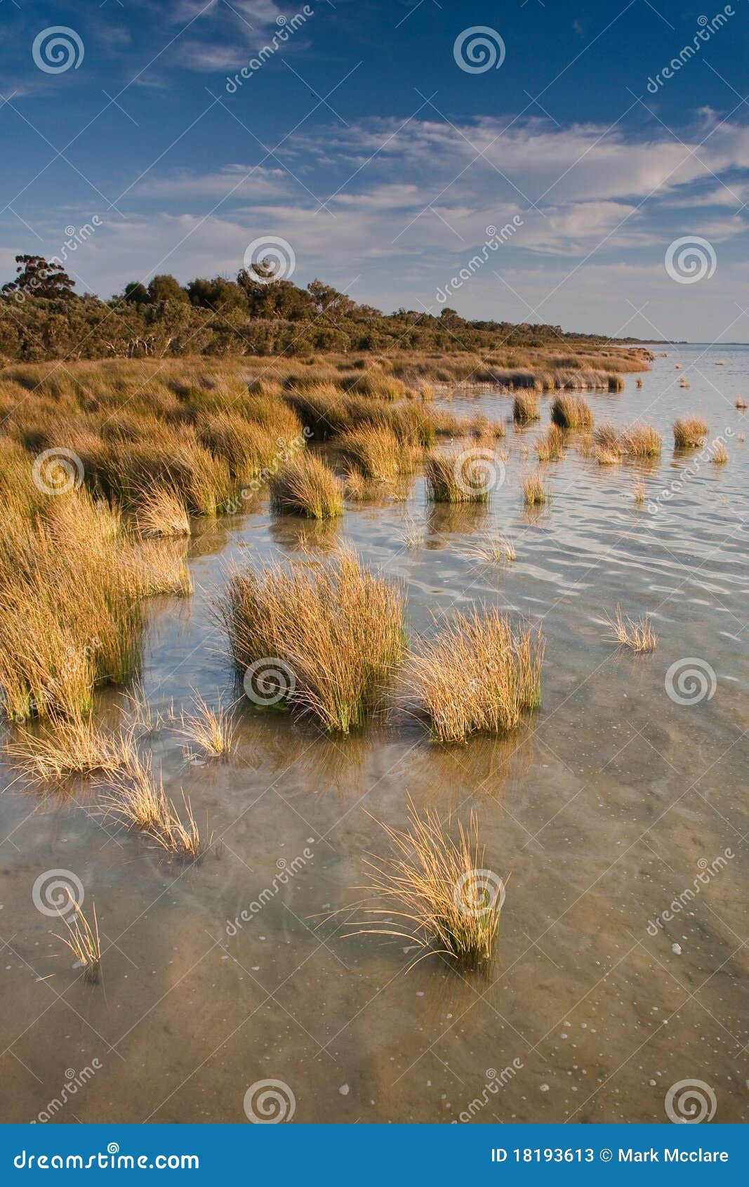 Water Reeds stock image. Image of natural, blue, lake - 18193613