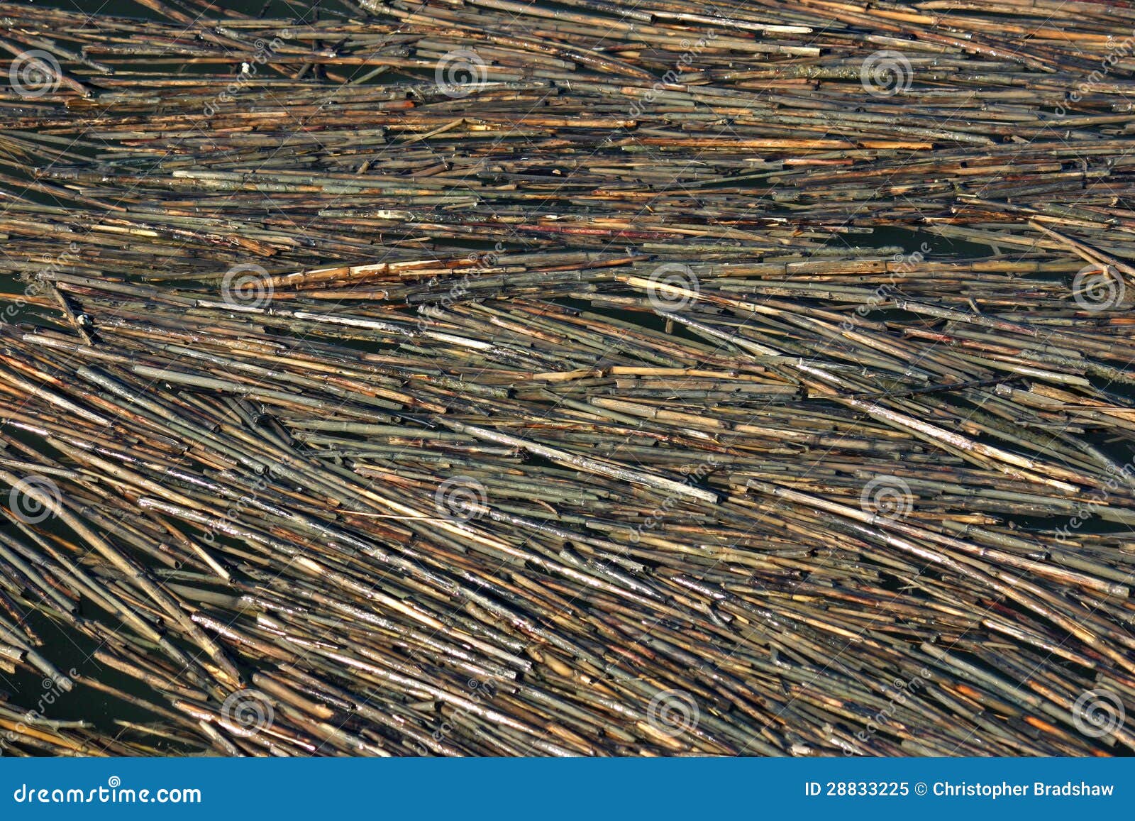 Water Reeds 2 stock image. Image of rushes, nature, marsh - 28833225