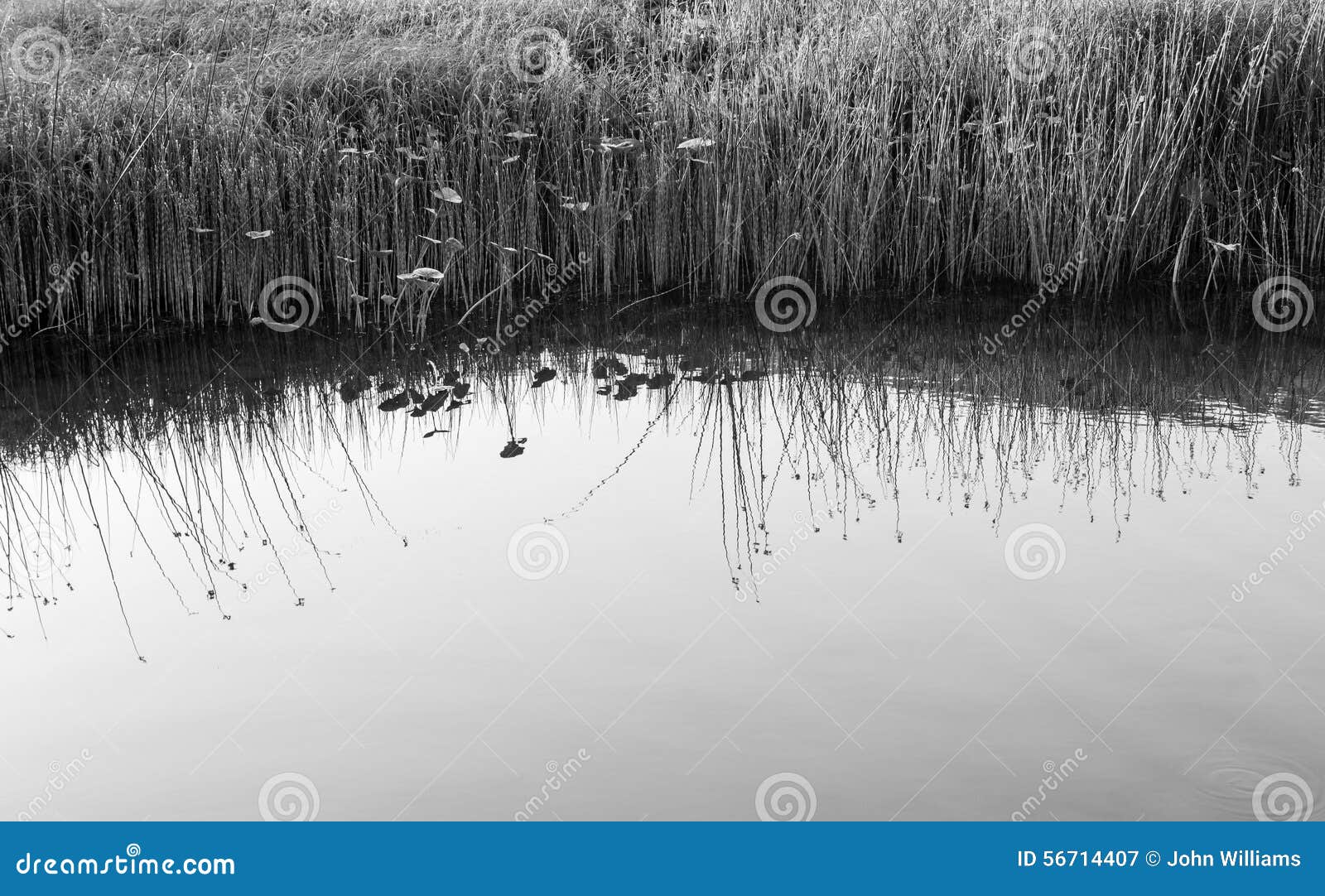 Water Reeds and Calm Water stock image. Image of striking - 56714407