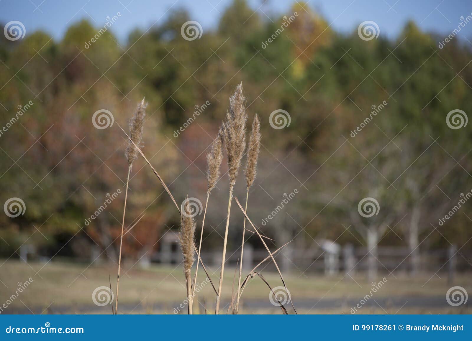 Water Reeds stock image. Image of growth, outdoors, environment - 99178261