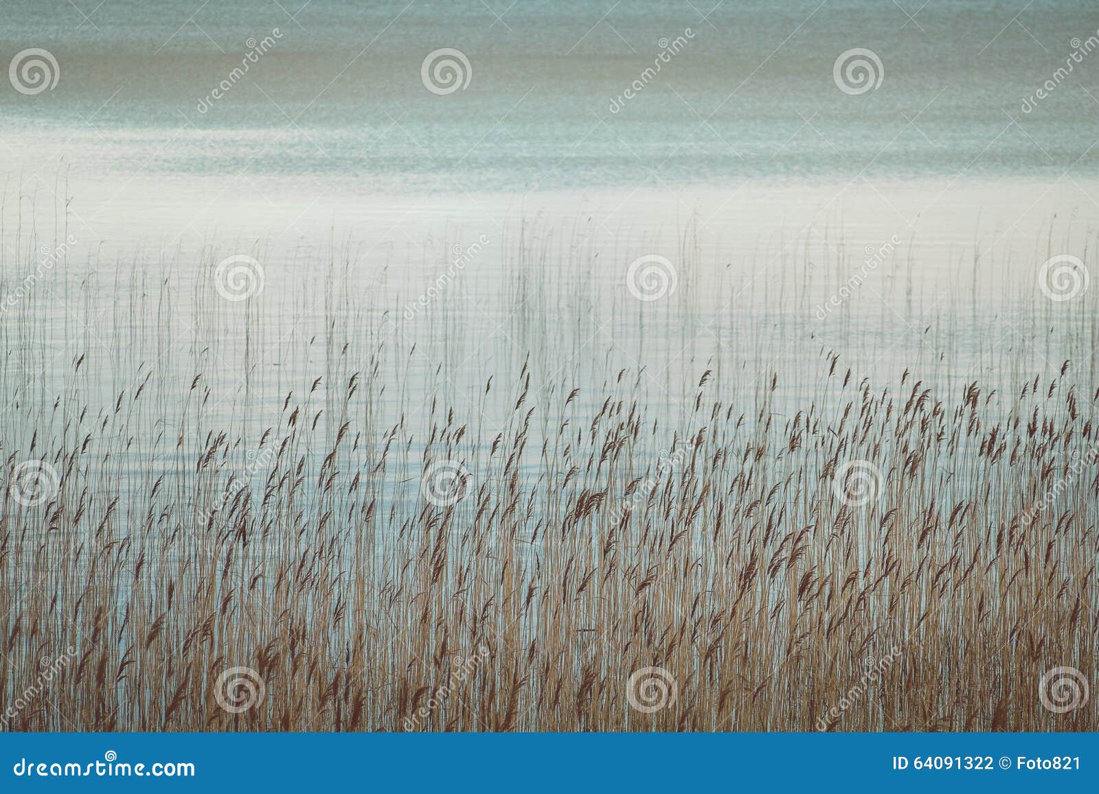 Water and reeds stock photo. Image of branch, graphic - 64091322
