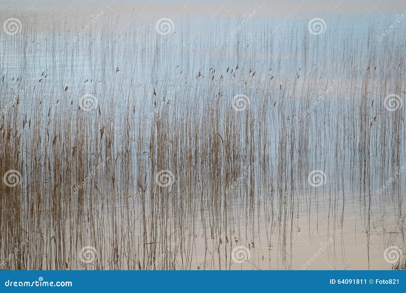 Water and reeds stock image. Image of liquid, blue, contrast - 64091811