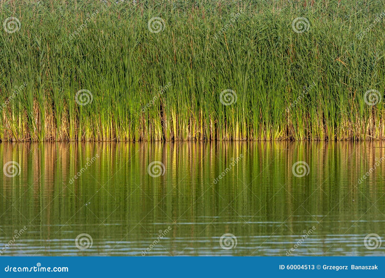 Water and reeds stock image. Image of green, thickets - 60004513