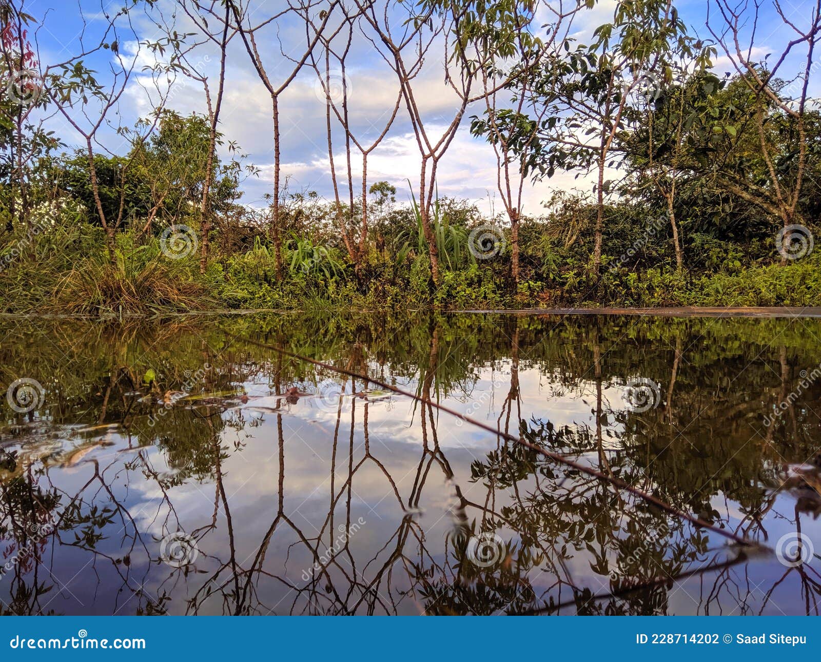 Water Reflection in Afternoon Stock Photo - Image of lake, leaf: 228714202