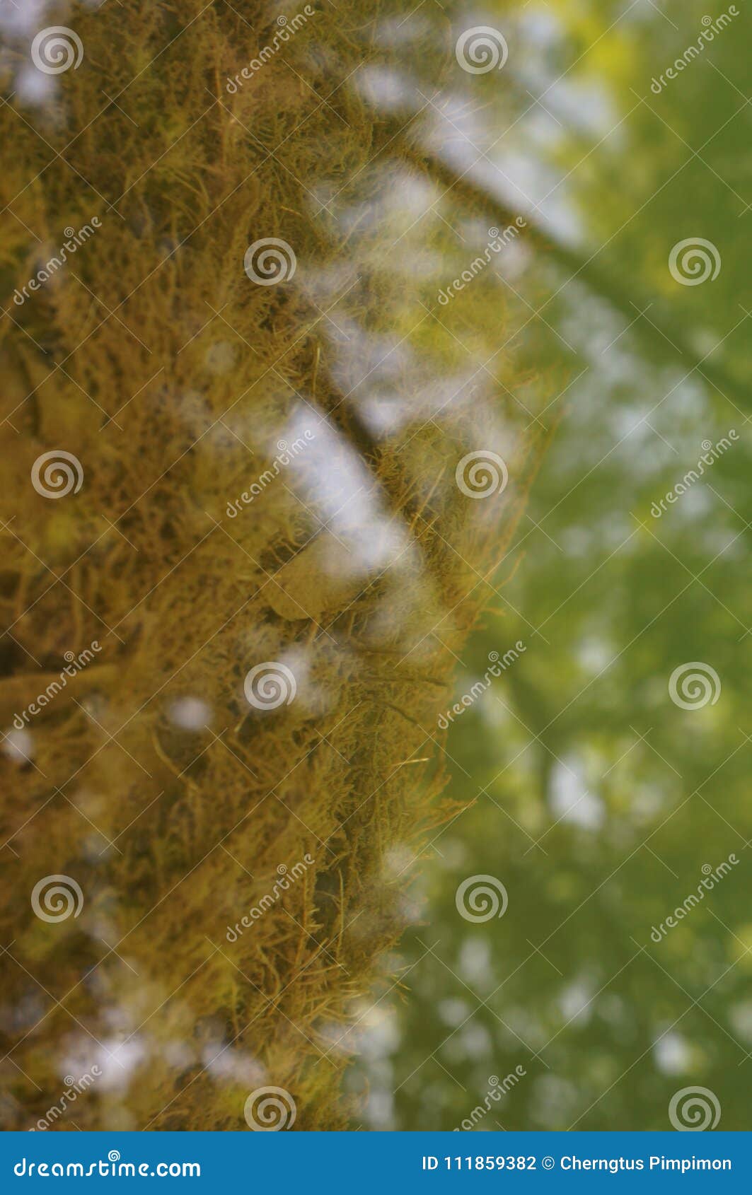 Water reflection stock photo. Image of water, nature - 111859382