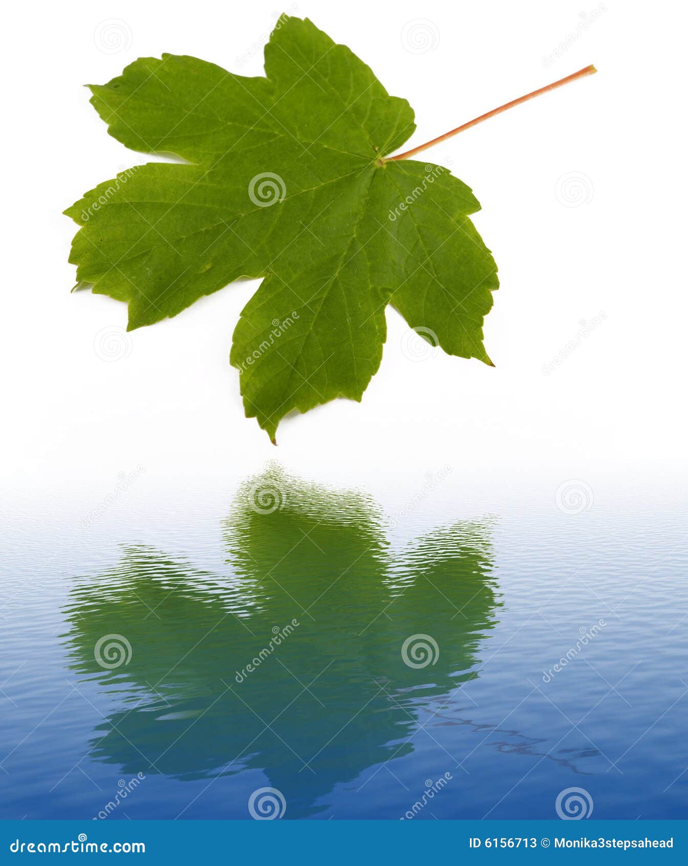 Water Reflection of Green Leaf Stock Image - Image of season, autumn ...