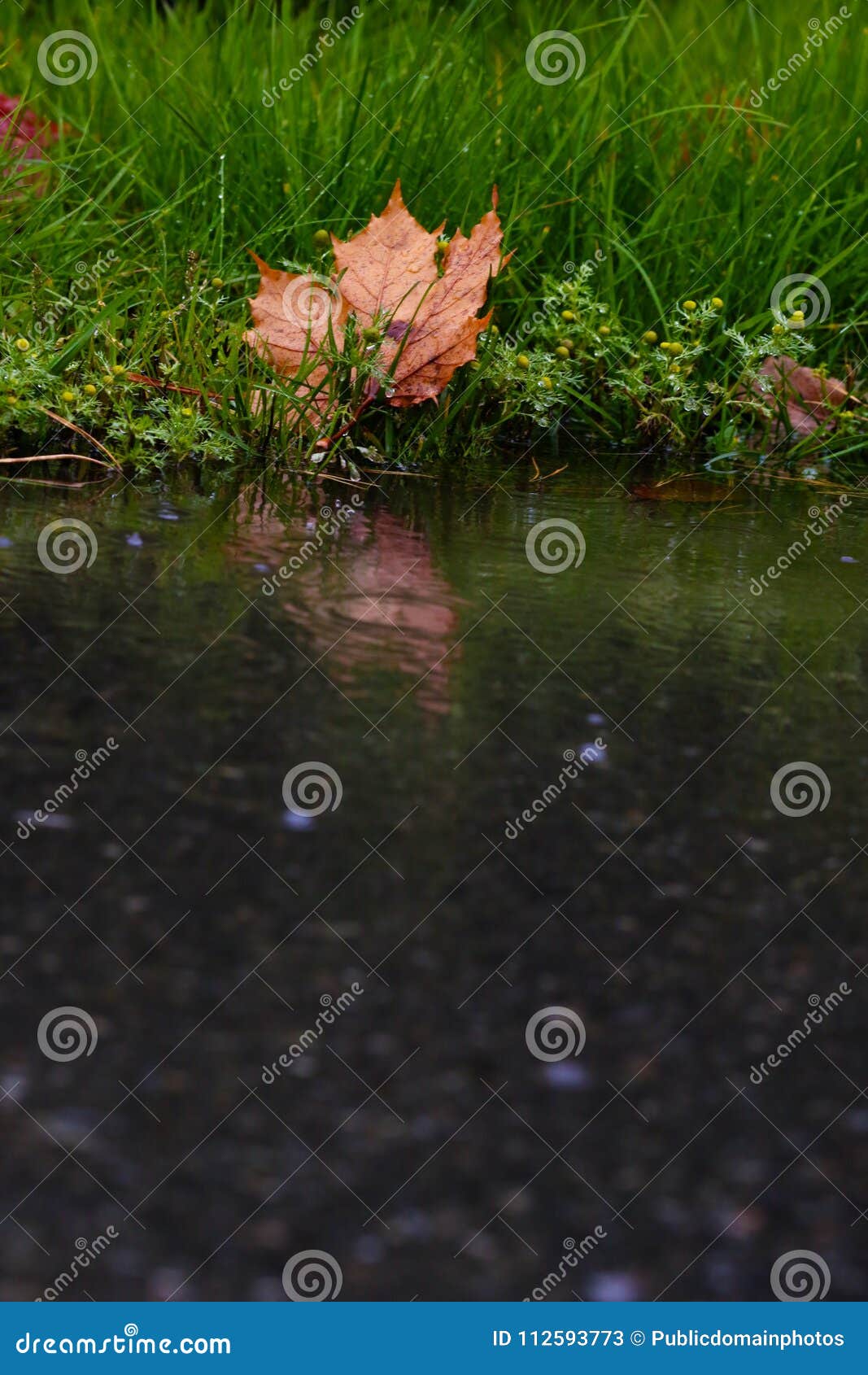 Water, Reflection, Leaf, Vegetation Picture. Image: 112593773