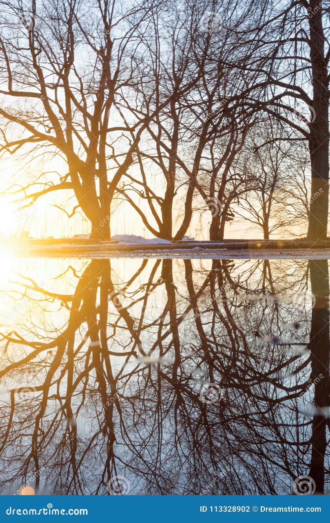Water Reflection of Leafless Trees and Sunset Stock Photo - Image of ...