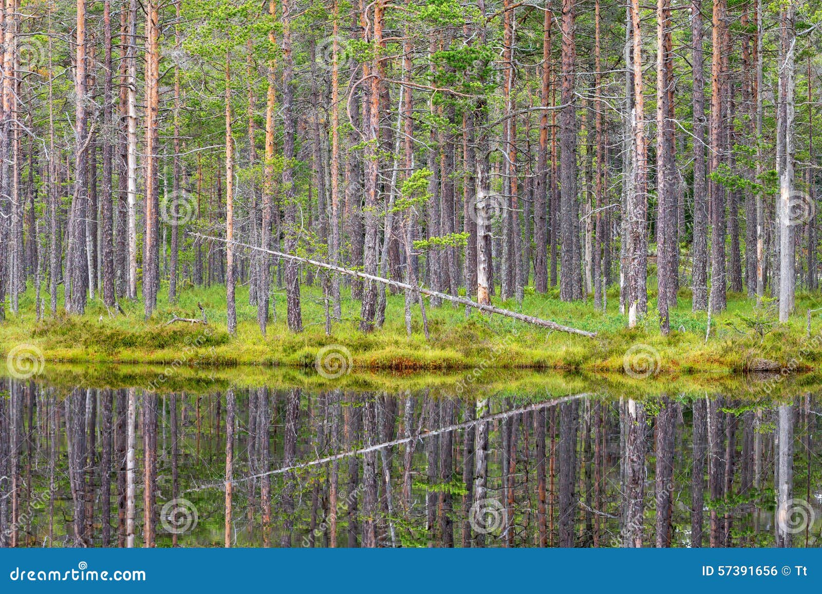 Water Reflection of Pine Trees Forest in a Lake Stock Photo - Image of ...