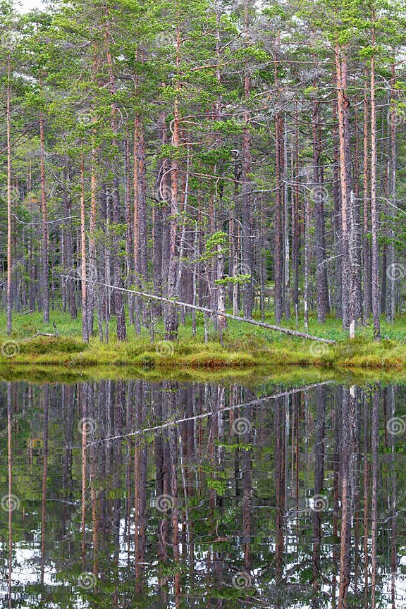 Water Reflection of Pine Trees Stock Photo - Image of puddle, summer ...