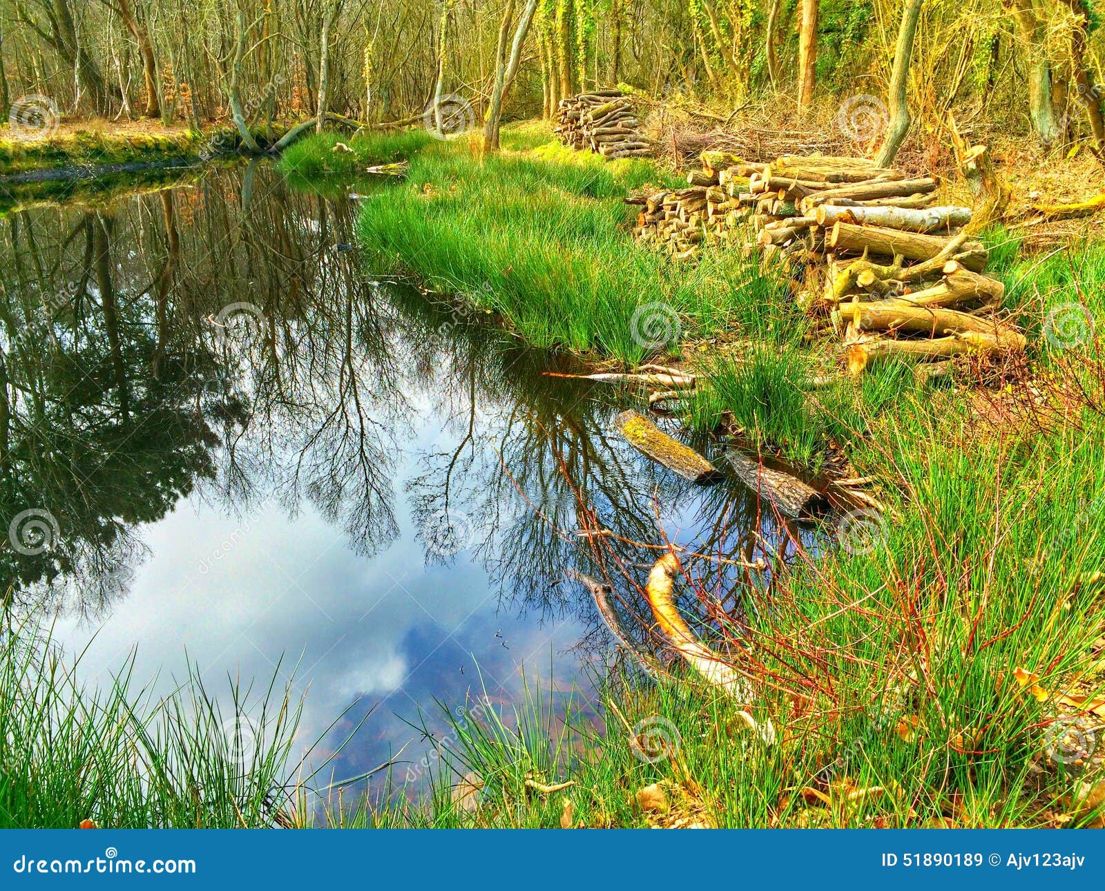 Water Reflection of Trees in a Pool Stock Image - Image of creation ...