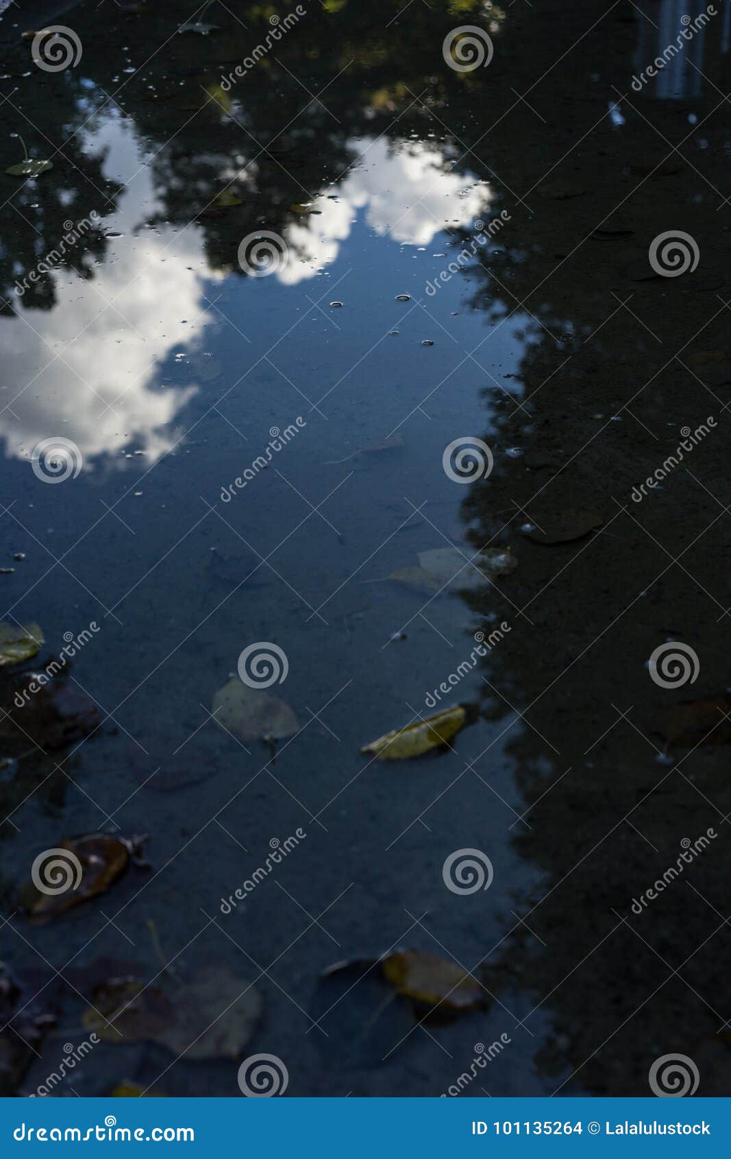 Water Reflection in Puddle of White Cloud and Tree Stock Photo - Image ...