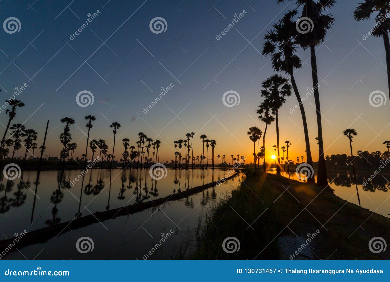 Water Reflection of Sugar Palm while the Sun is Rising. Stock Image ...