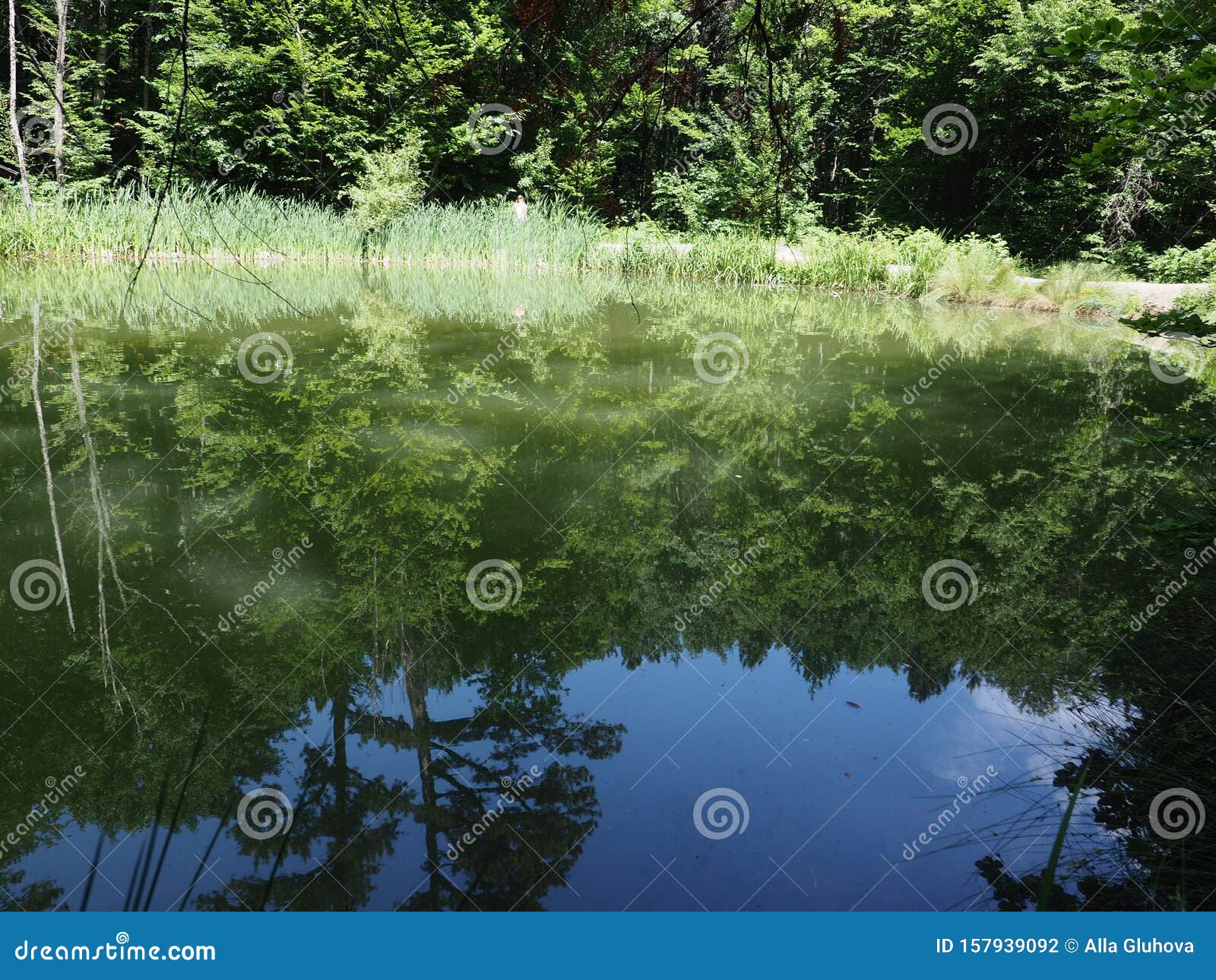 Water Reflection of Tree. Water Reflection of Blue Sky and Plant on the ...