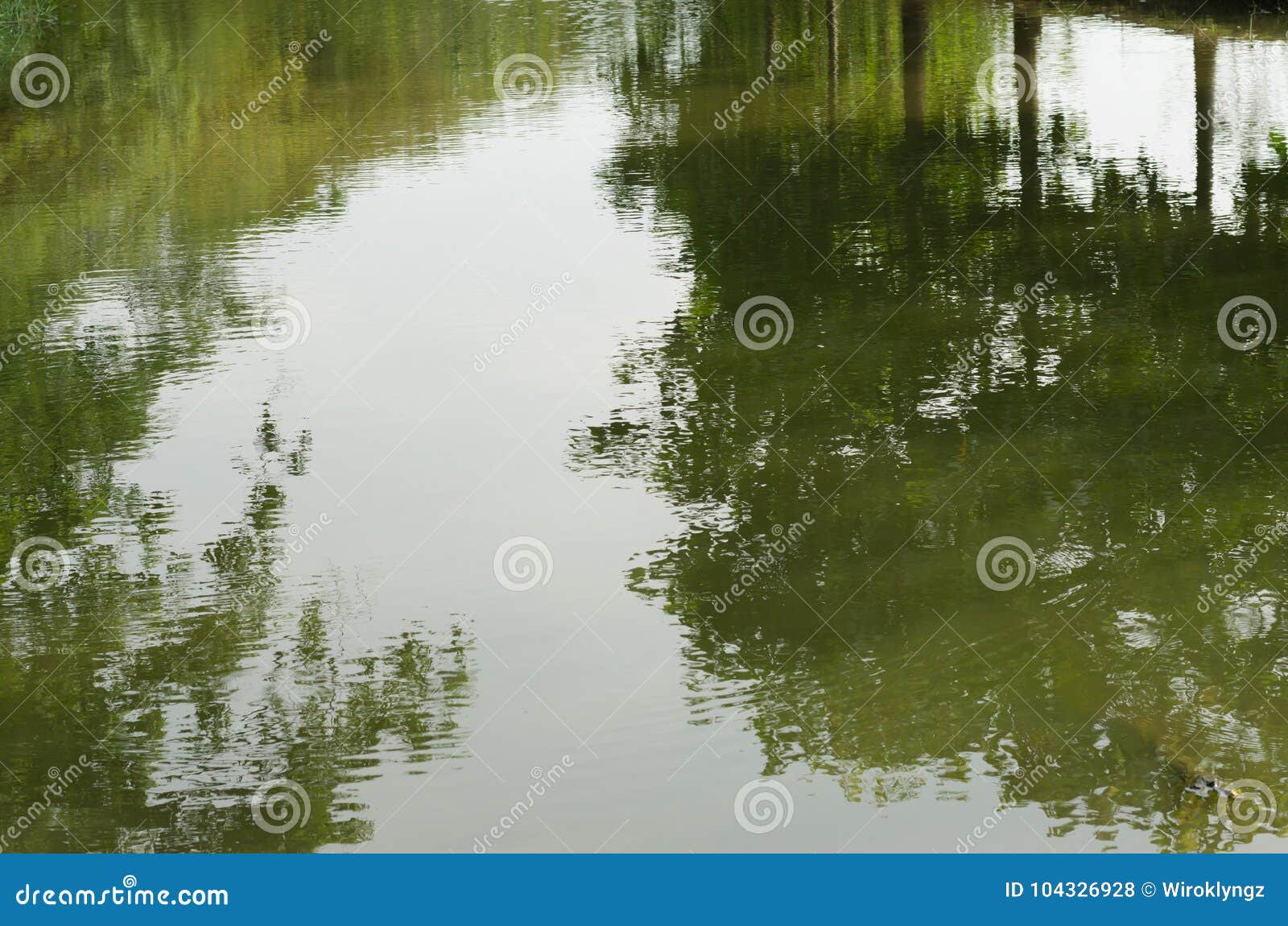 Shadow of Tree Reflect in Water of Pond for Natural Background. Stock ...