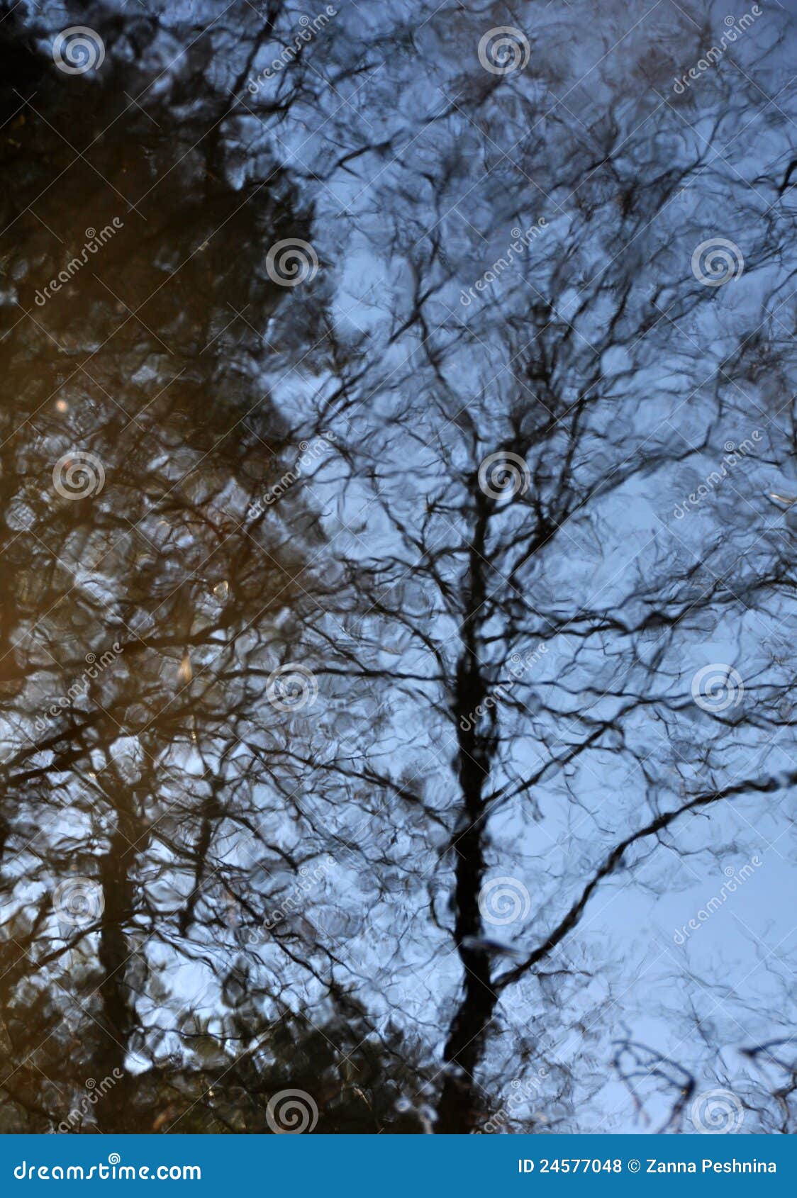 Water reflection of trees stock photo. Image of movement - 24577048