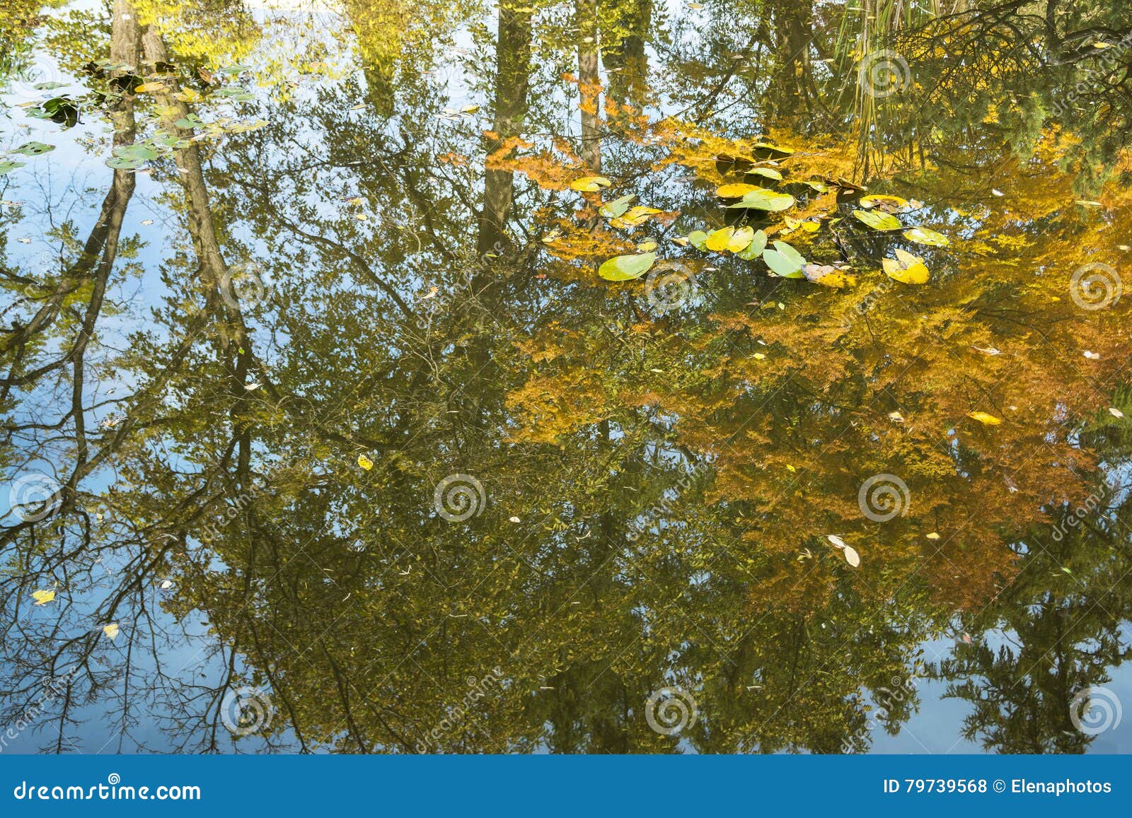 Water Reflection with Trees in Autumn Stock Photo - Image of peaceful ...