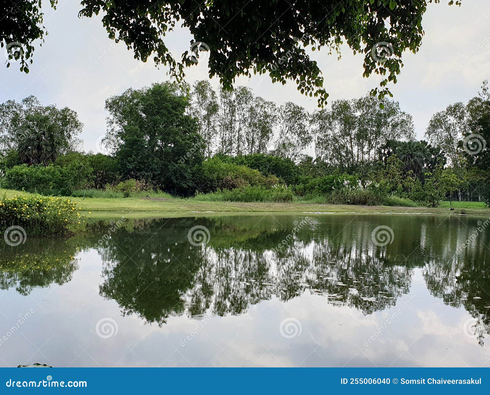 Water Reflection of the Trees in the Garden and the Sky Stock Photo ...