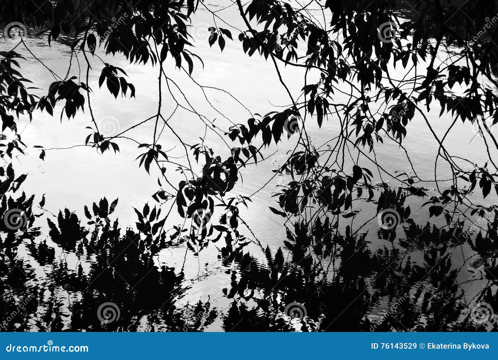 Water Reflection of Trees in a Pond. Stock Image - Image of abstract ...