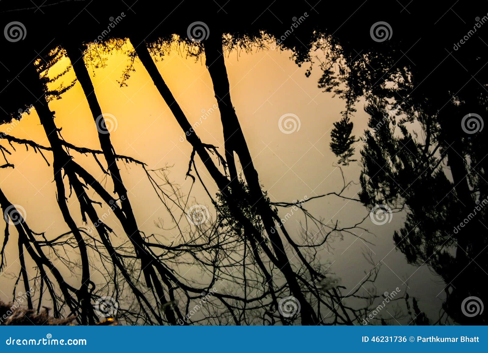 Water Reflection Trees and Sun Stock Photo - Image of nature, trees ...