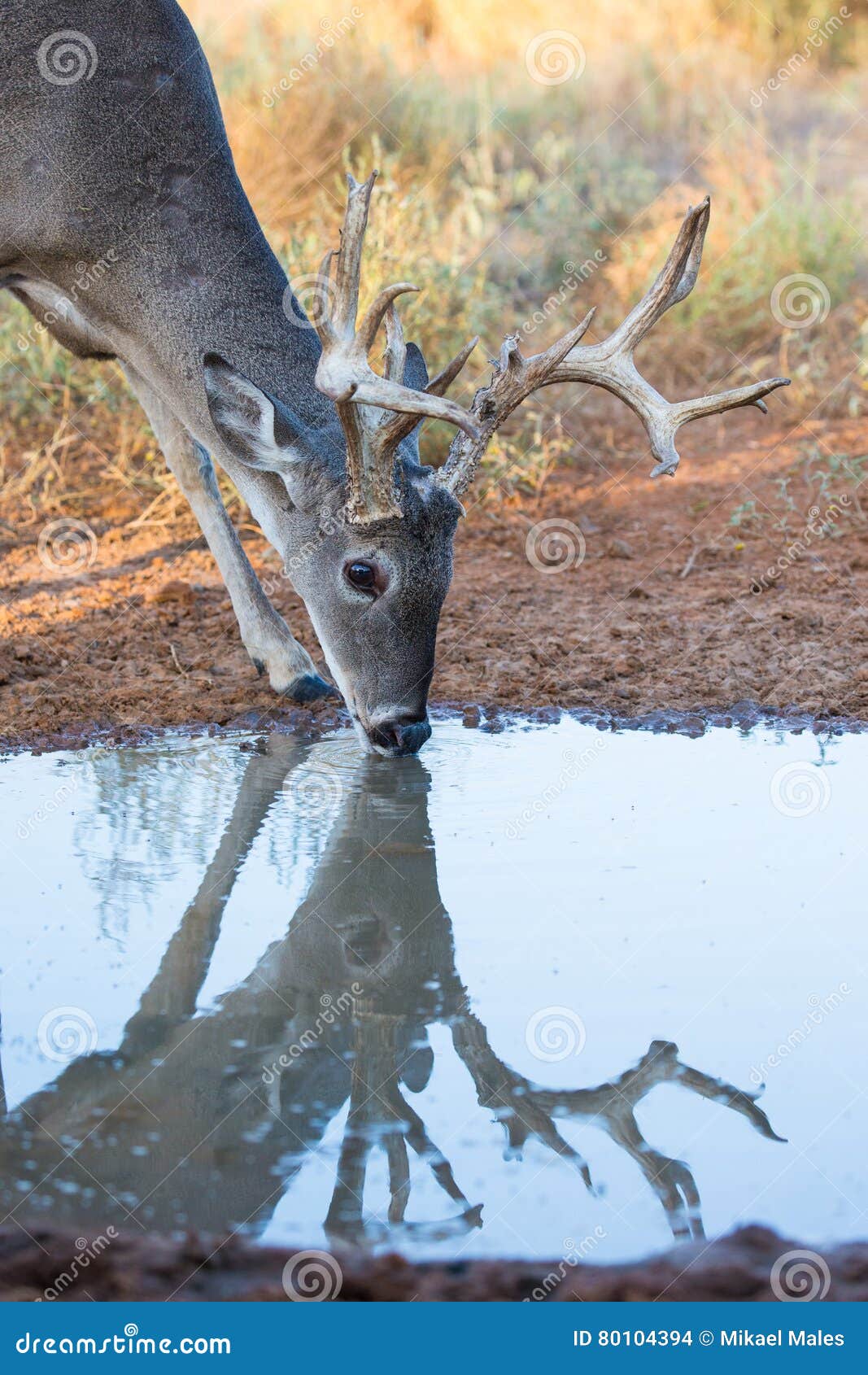 Water reflection stock photo. Image of animals, landscape - 80104394