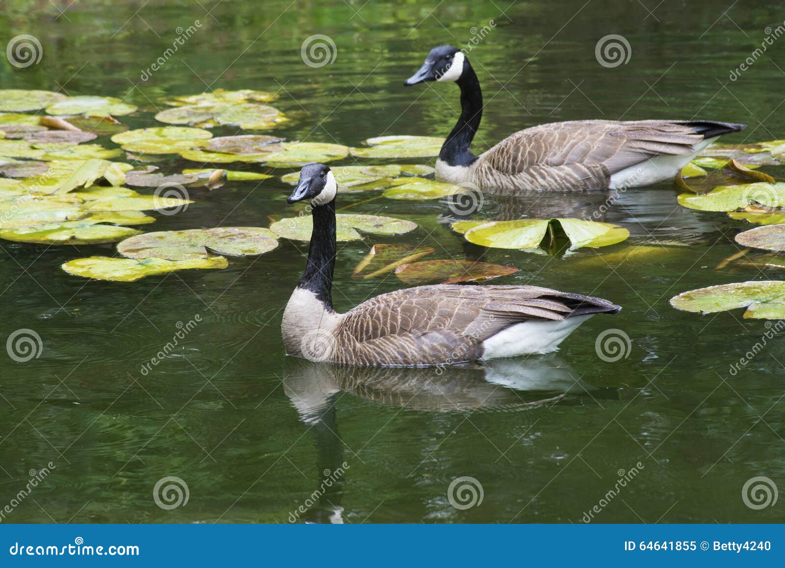Water Reflections of Canada Geese Swimming. Stock Image - Image of ...