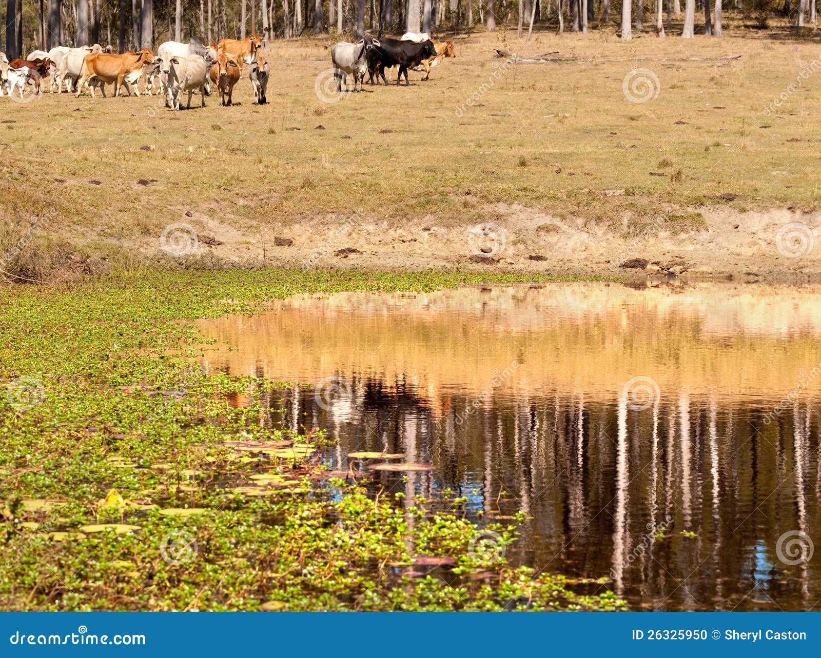 Water Reflections on Dam in Cattle Country Stock Photo - Image of ...