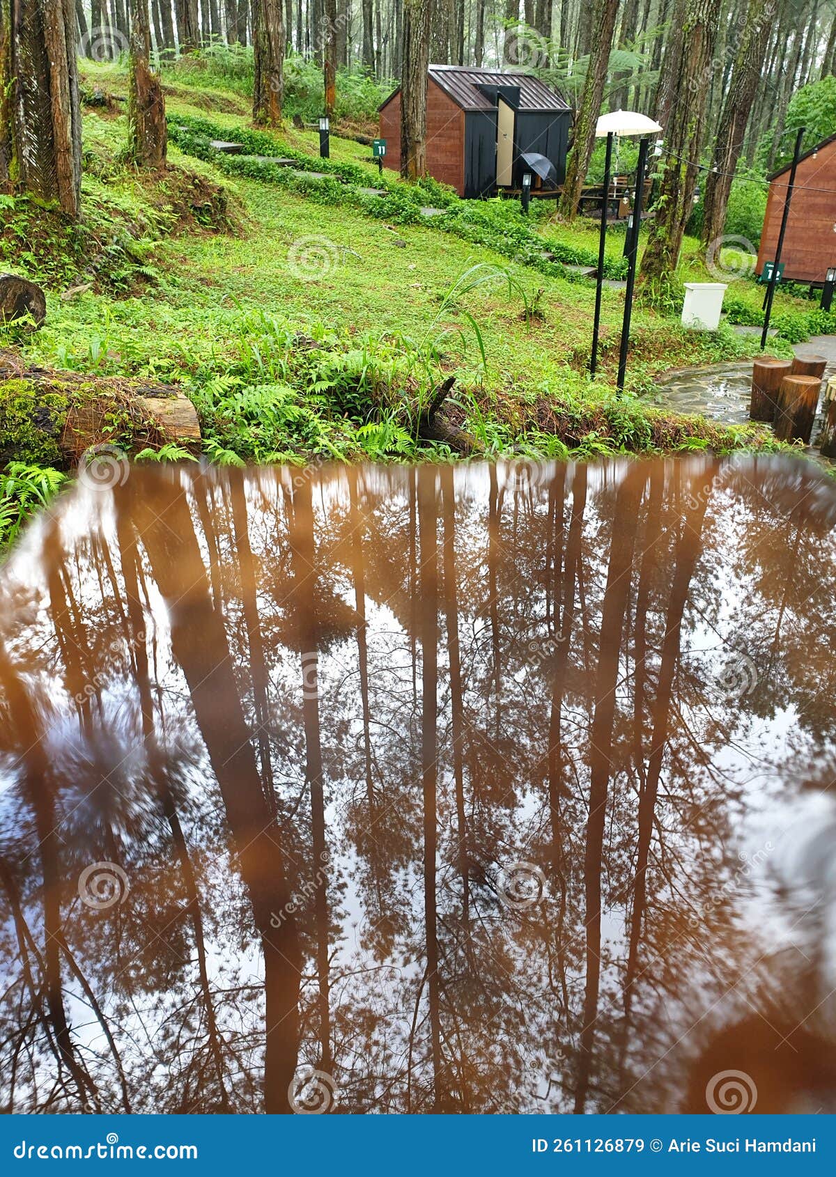 Water Reflections of Pine Trees in the Woods Stock Image - Image of ...