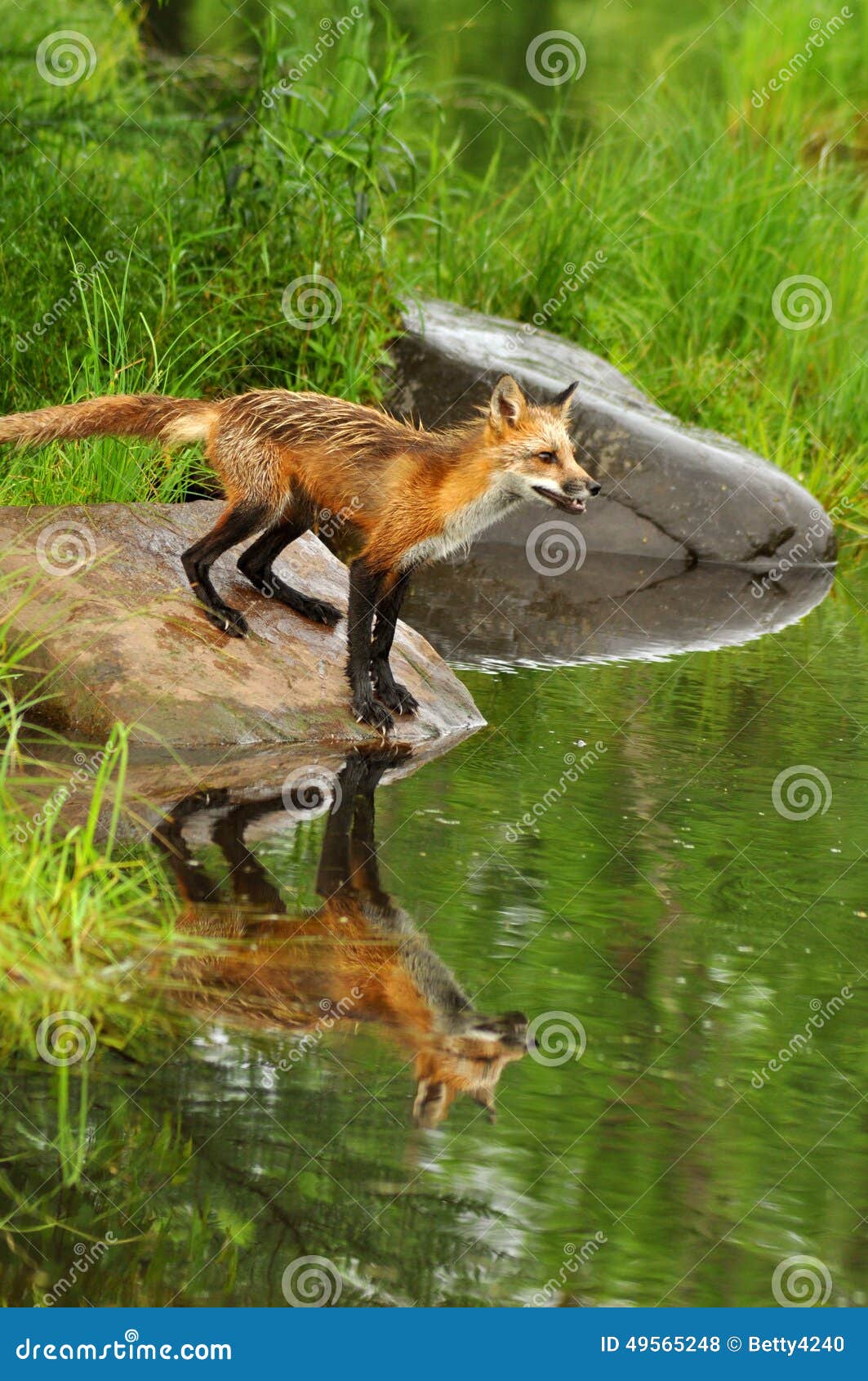 Water Reflections of a Red Fox. Stock Photo - Image of feeding, ears ...