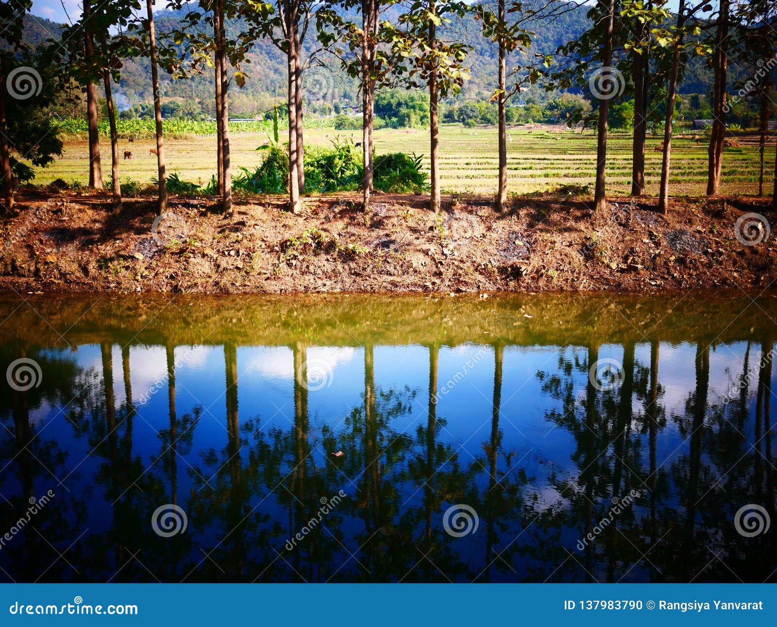 Water Reflections with Trees Stock Photo - Image of beautiful, nature ...