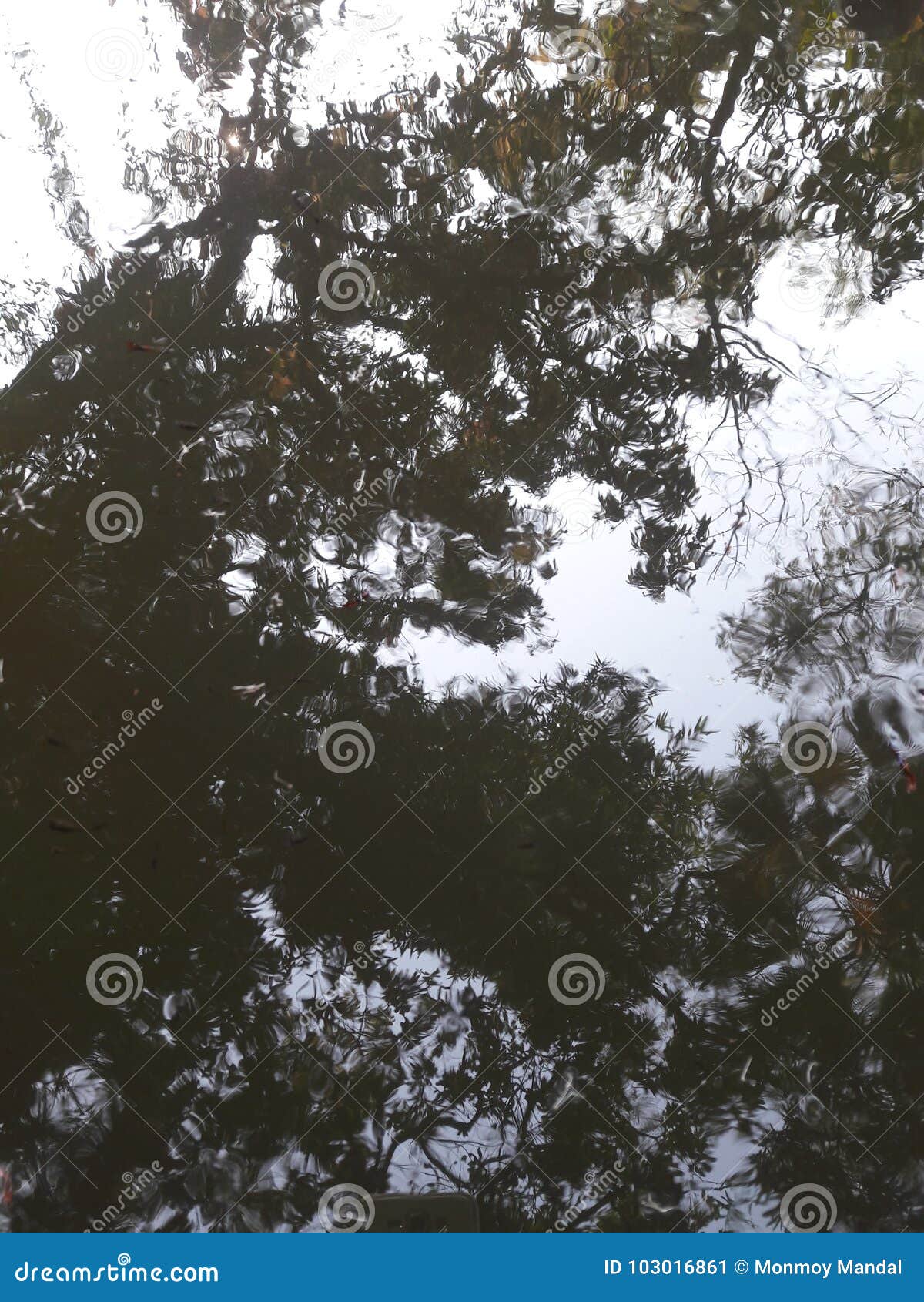Reflex tree on water stock image. Image of flora, tree - 103016861