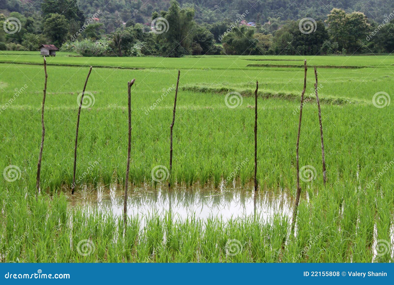 Water on the rice field stock photo. Image of rural, plant - 22155808