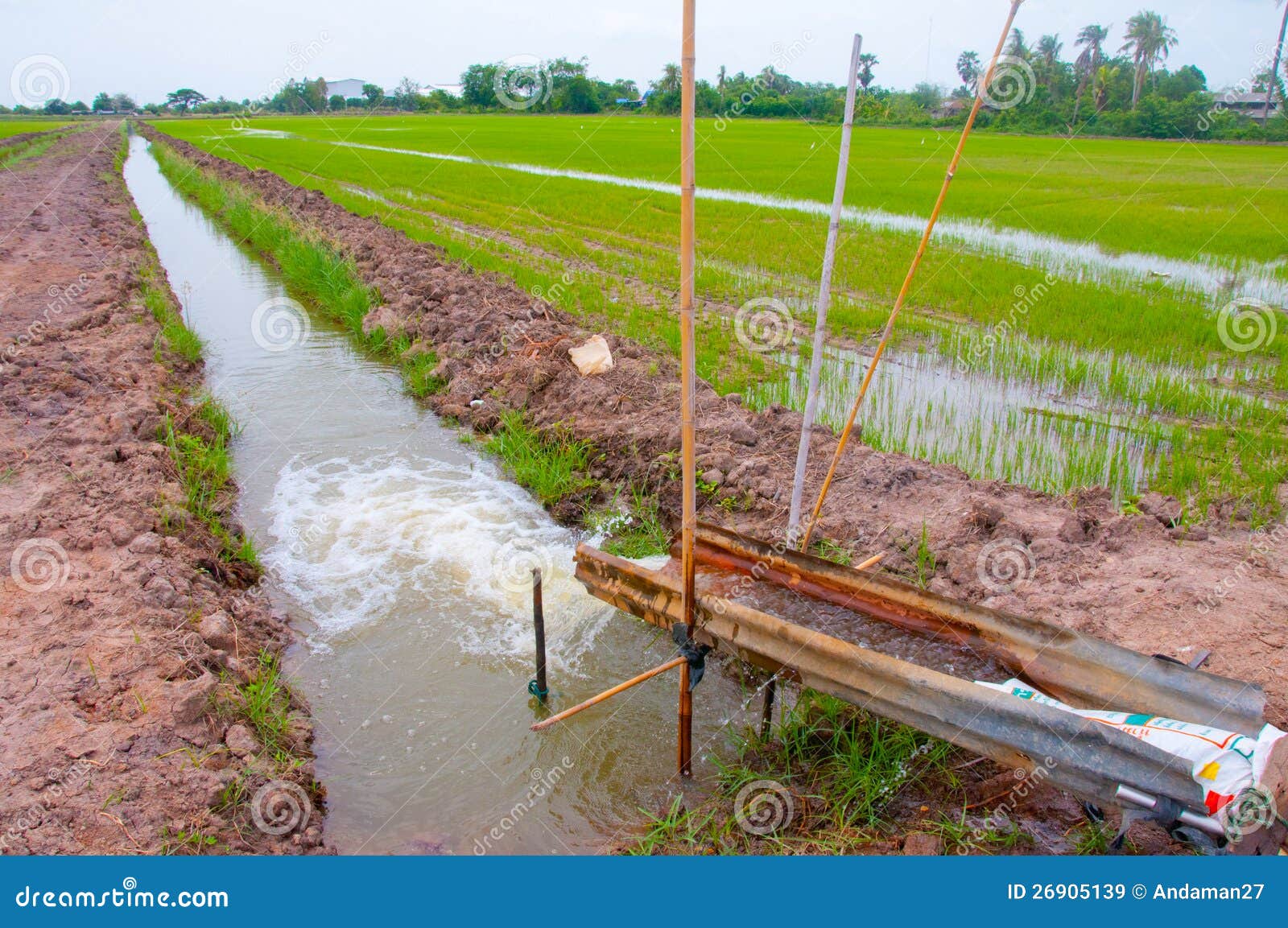 Water for rice field. stock image. Image of asian, close - 26905139