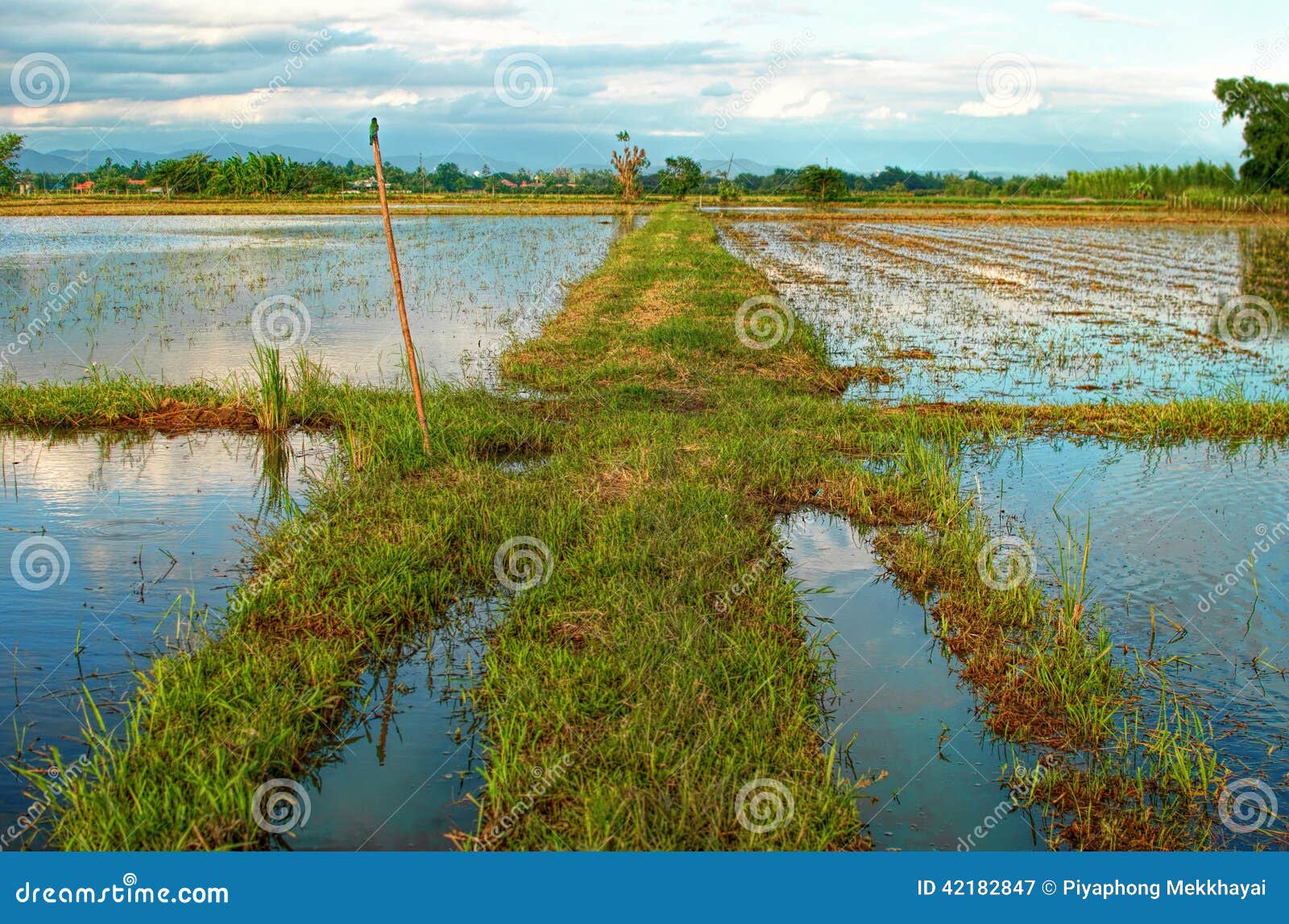 Water in the rice field stock image. Image of mountains - 42182847