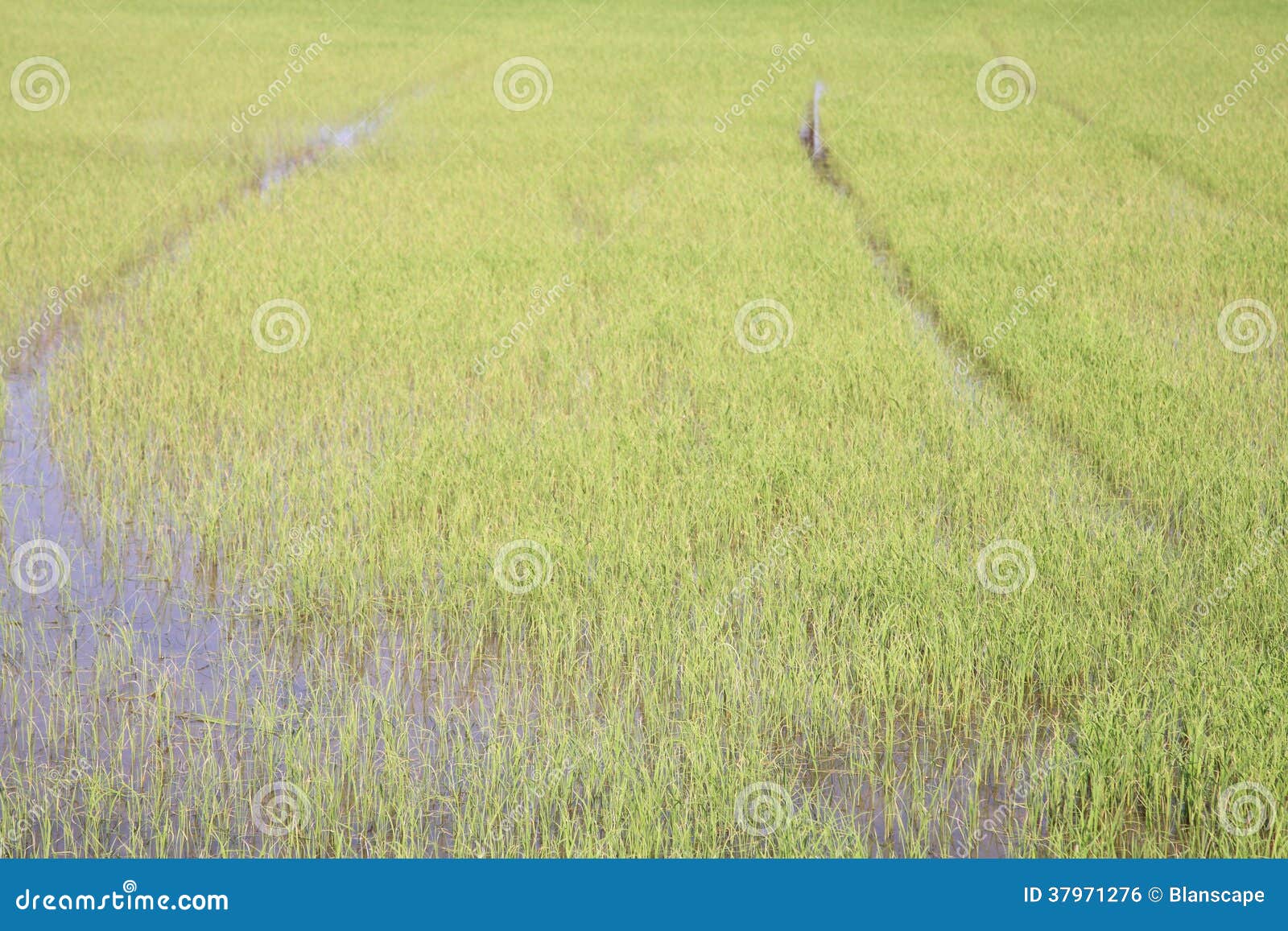 Water on rice field stock photo. Image of local, cultivate - 37971276