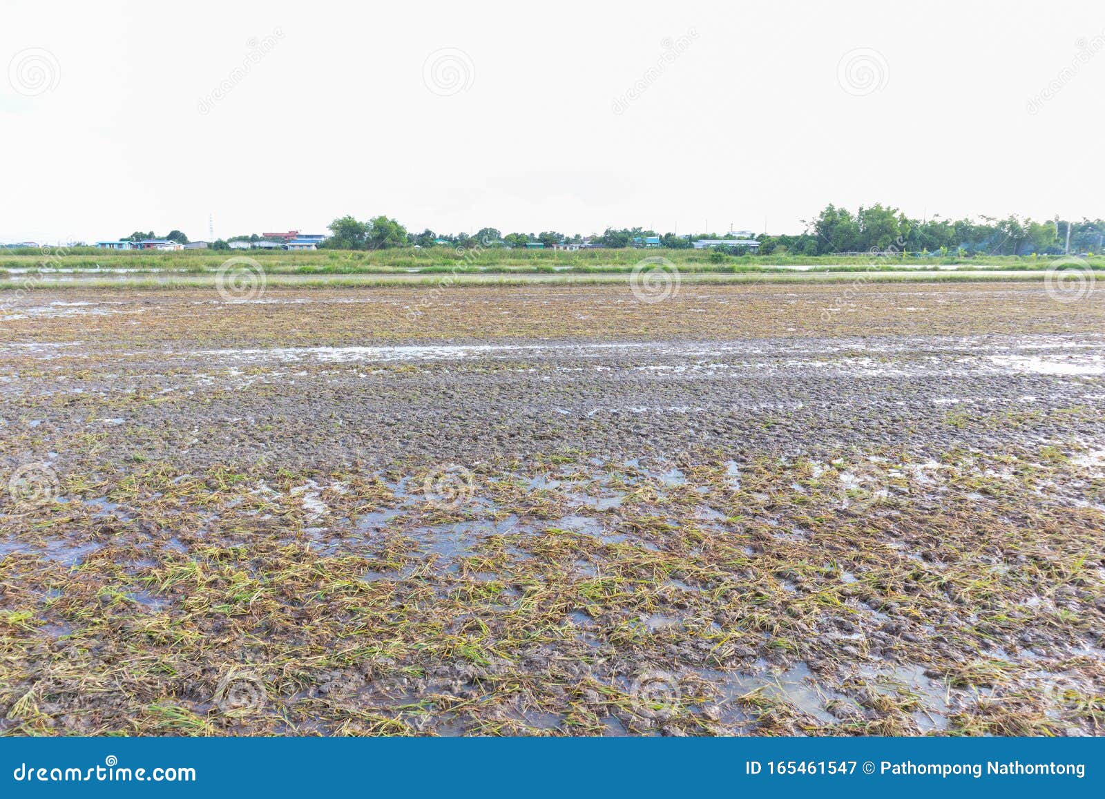 Water in Rice Field Preparing for Plant Stock Image - Image of farmer ...