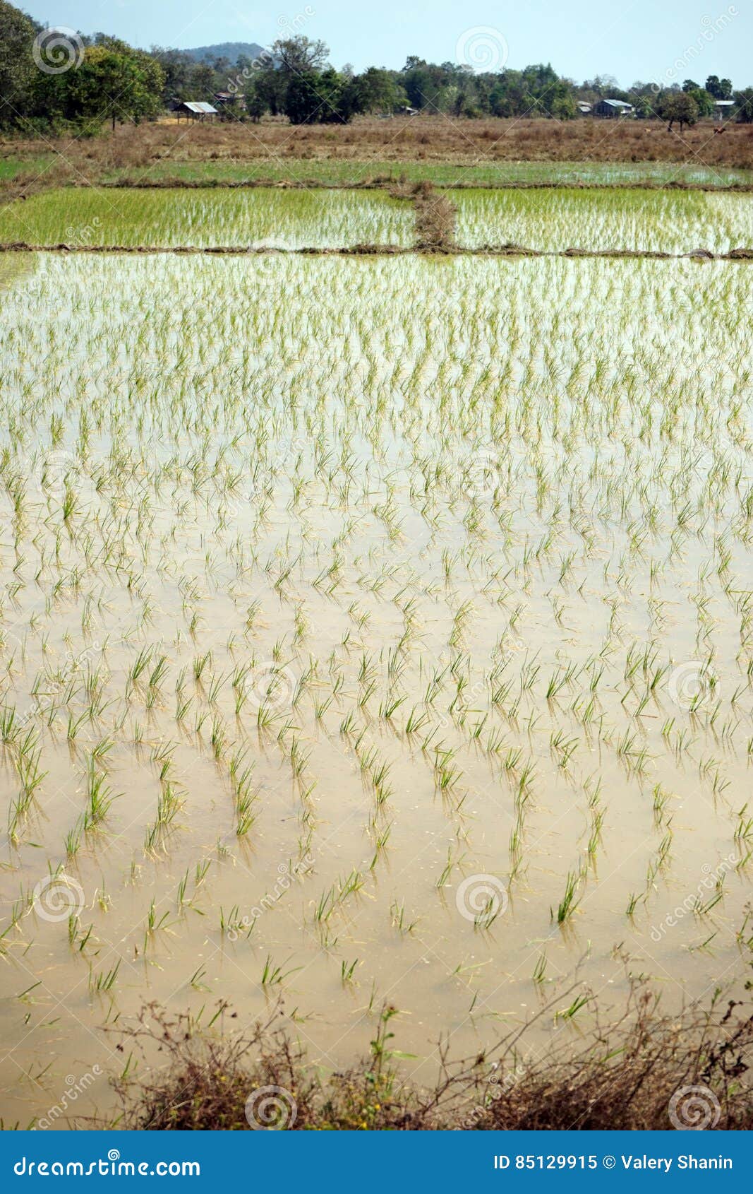 Water on the rice paddy stock image. Image of rice, land - 85129915