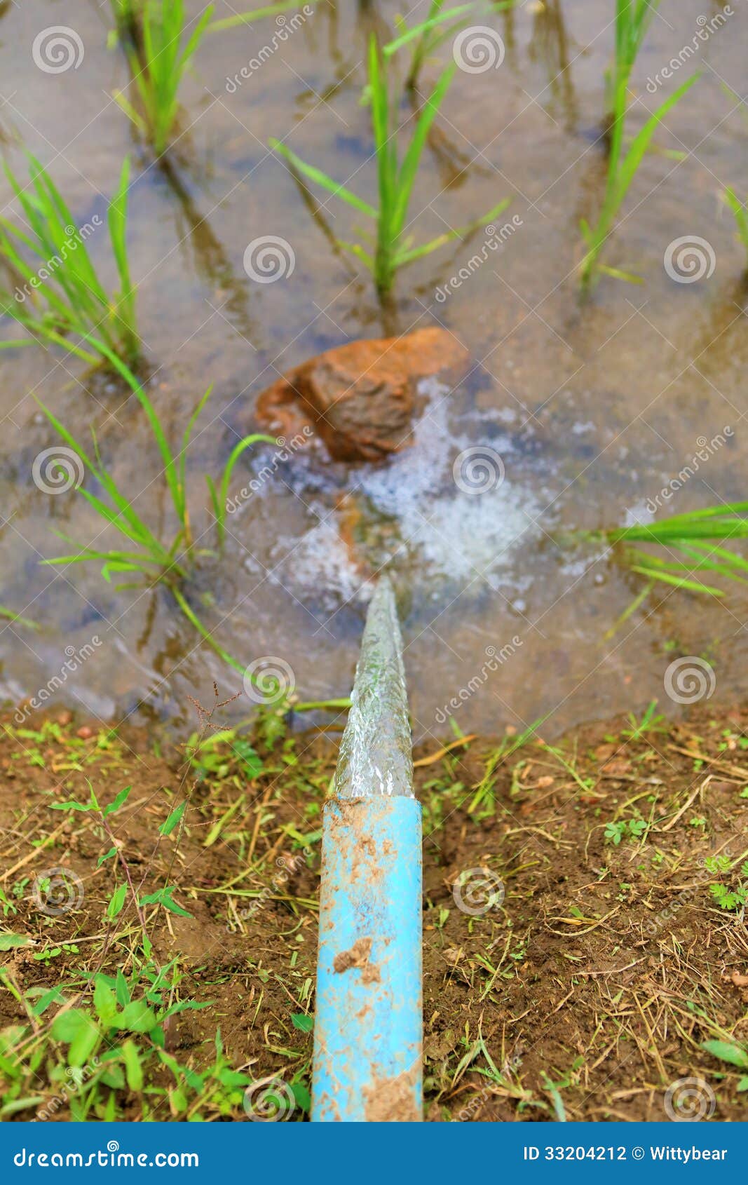 Water for Rice Plant in Farm of Thailand Stock Photo - Image of country ...