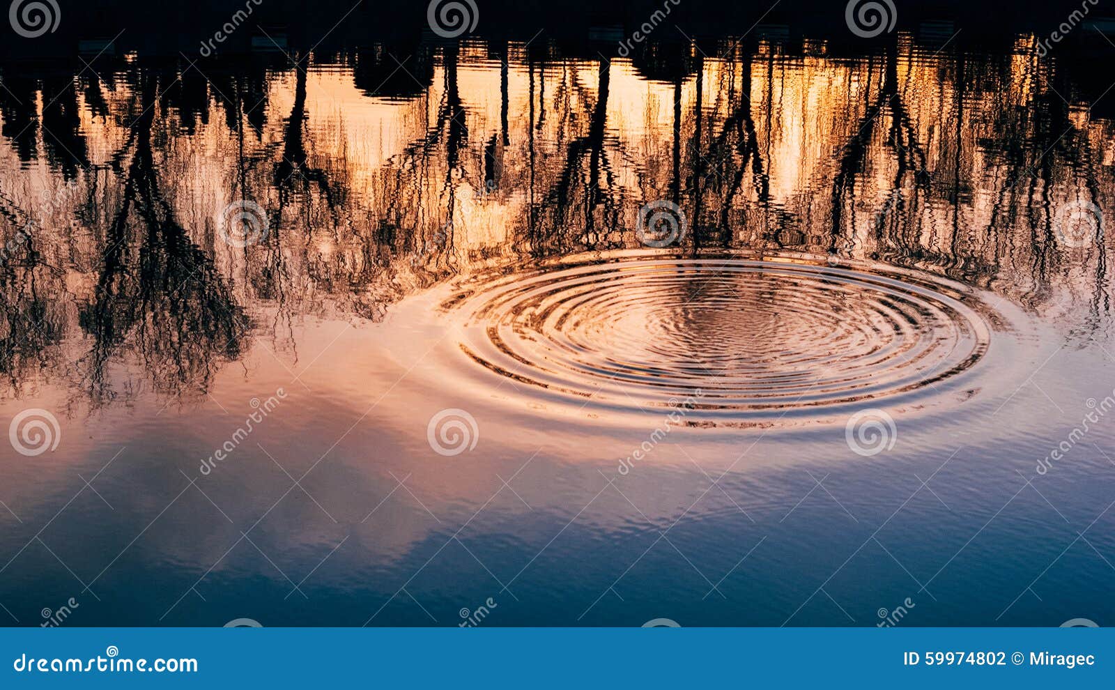 Water rings on forest lake stock photo. Image of nature - 59974802