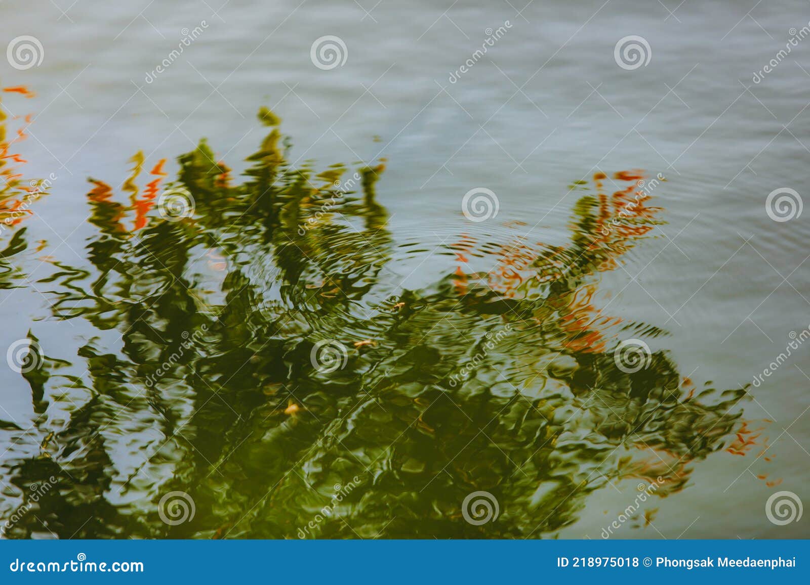 Water Ripple Circle on the Surface of Lake Water with Reflection of ...