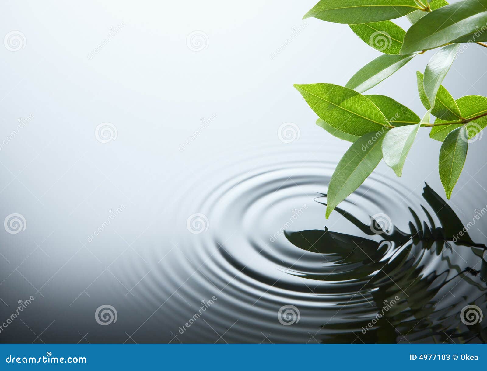 Water ripple and leaf stock image. Image of leave, green - 4977103