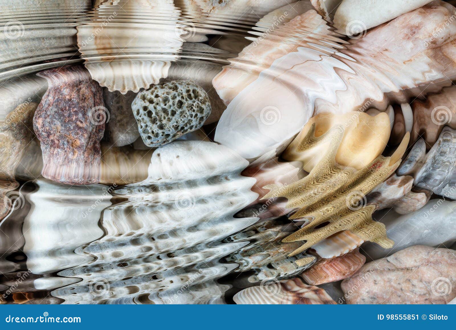 Water Ripples Above Pebbles and Seashells Stock Image - Image of life ...